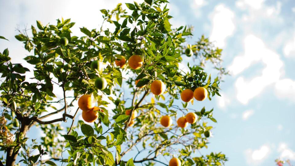 Orange County | University of San Francisco